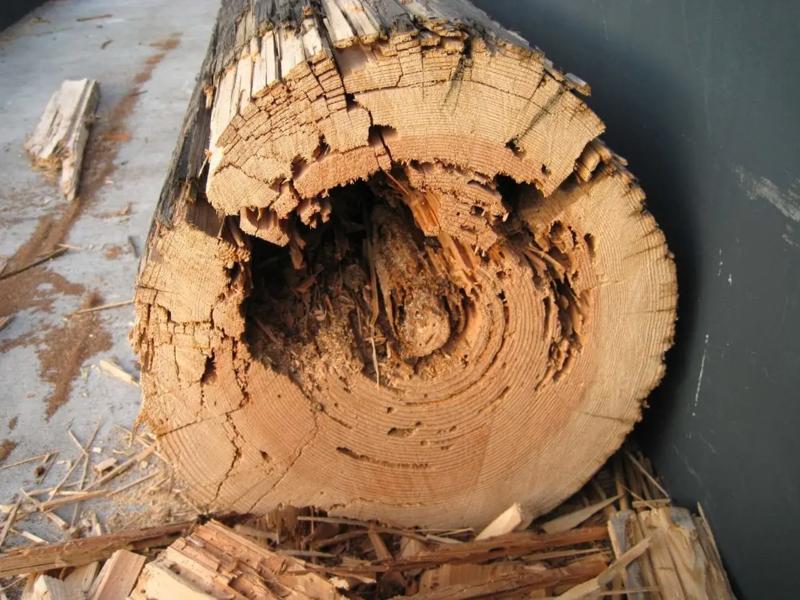 What are the alternatives to Penta Wood Preservative? | Polesaver