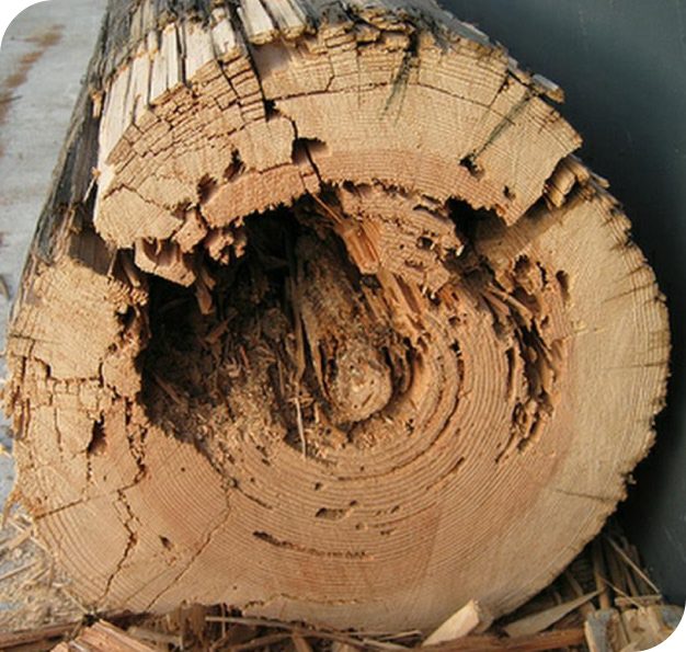 Polesaver Termi-Guard™ | Termite Protection for Utility Poles | Polesaver